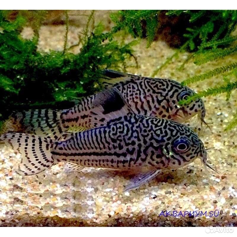 Коридорас Джули