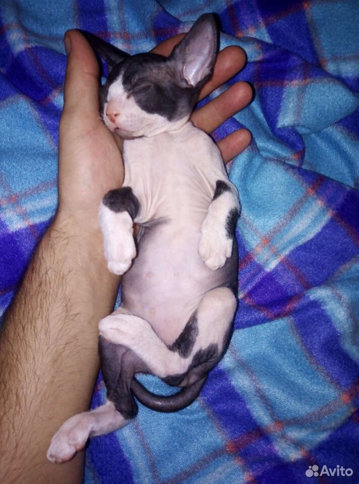 Котёнок Донской сфинкс