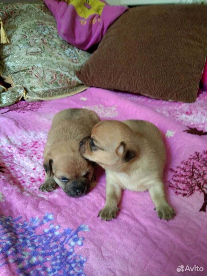 Щеночки чихуашечки