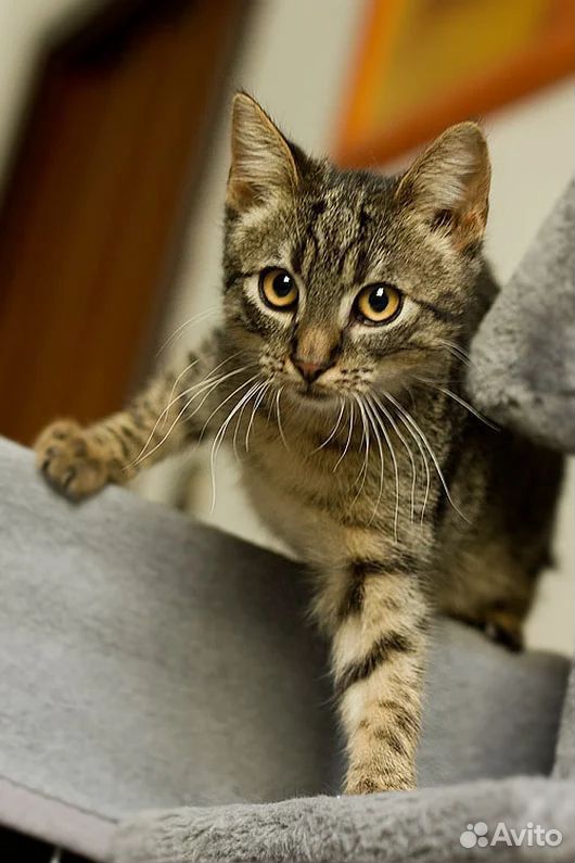 Отдам в добрые руки котика камышовой породы