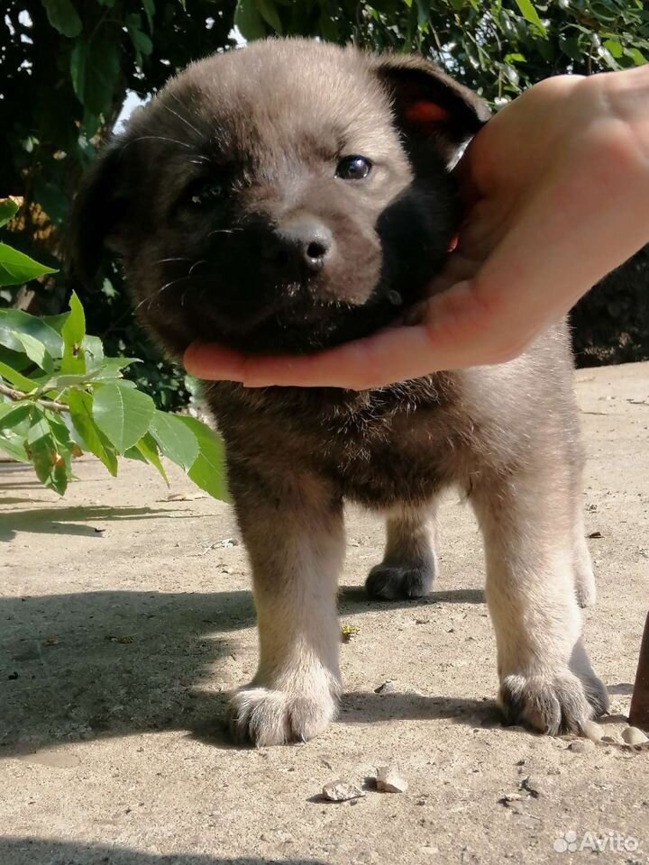 Щенок Помидор