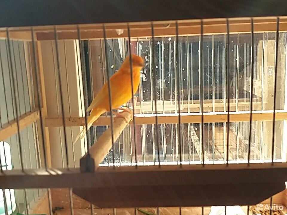 Кенарь