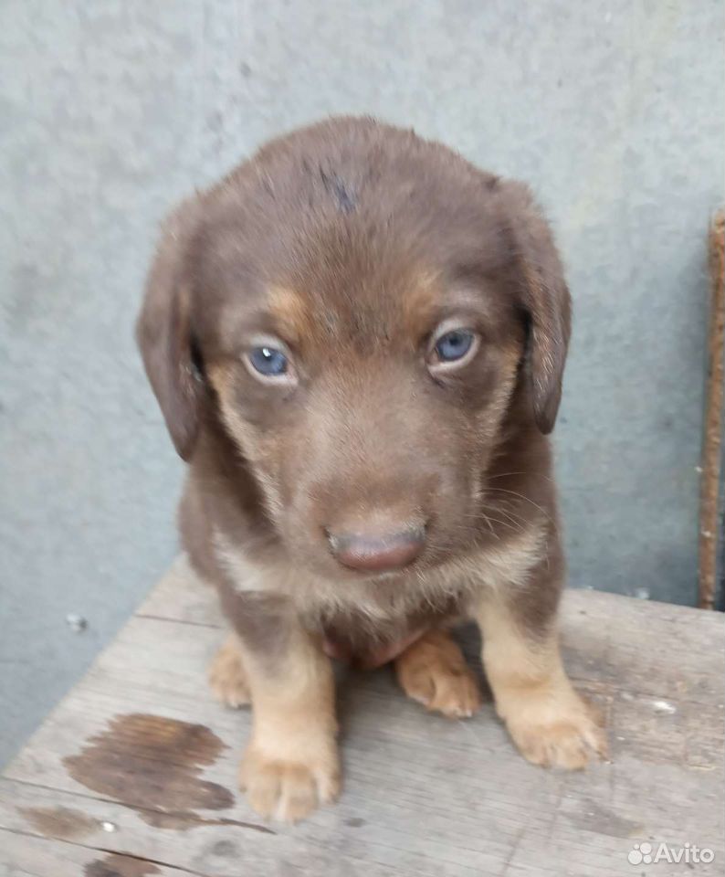 Щенки в добрые руки