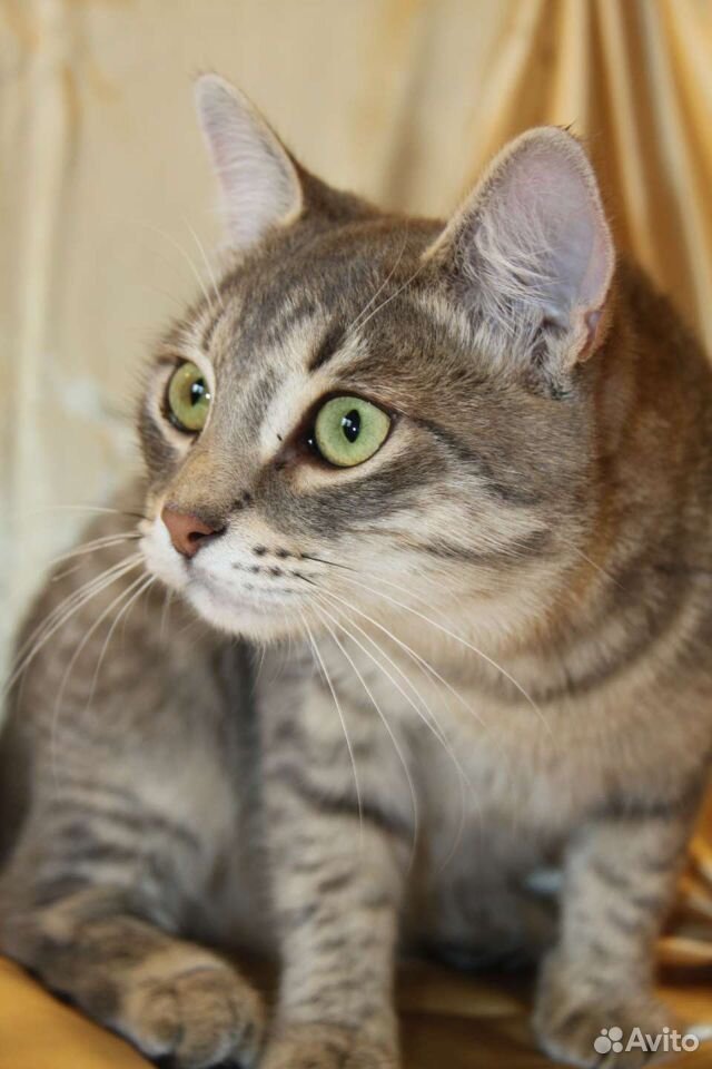 Котенок 9 месяцев в дар