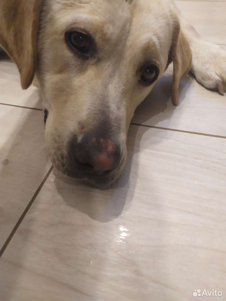 Лабрадор, найден