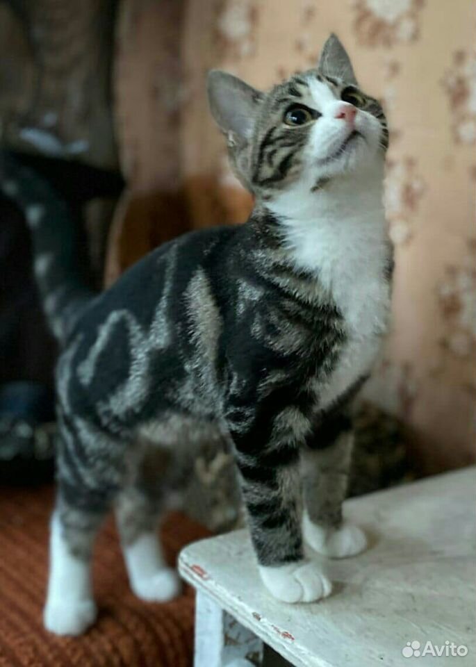 Котодевочка в разводах в добрые ручки