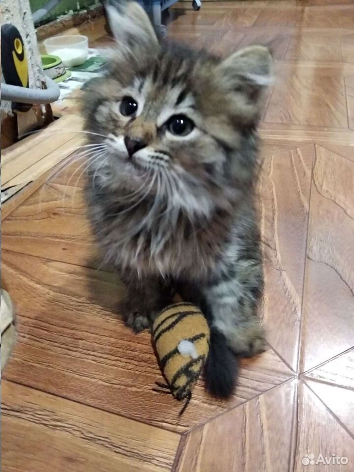 Котёнок. Мальчик. Бесплатно