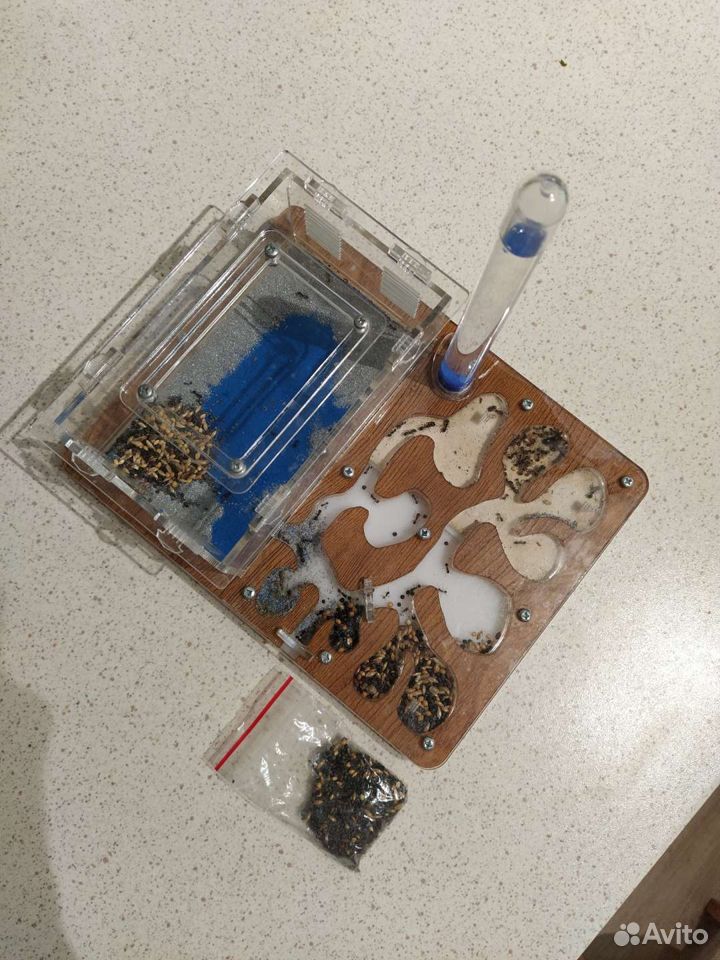 Муравейник