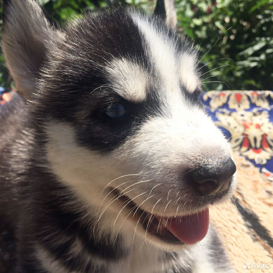 Щенки Сибирской Хаски