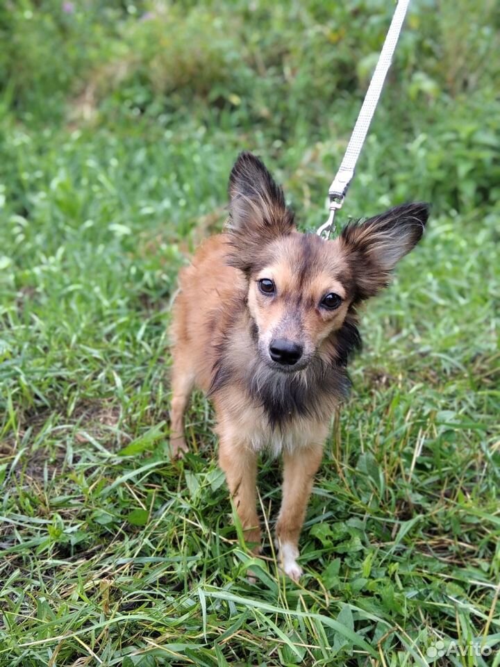 Собачка для квартиры