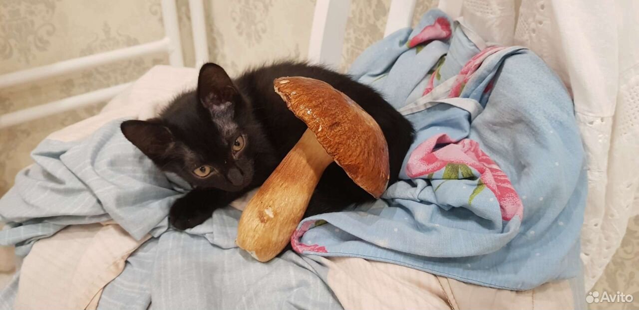 Черный котенок Кит ищет дом