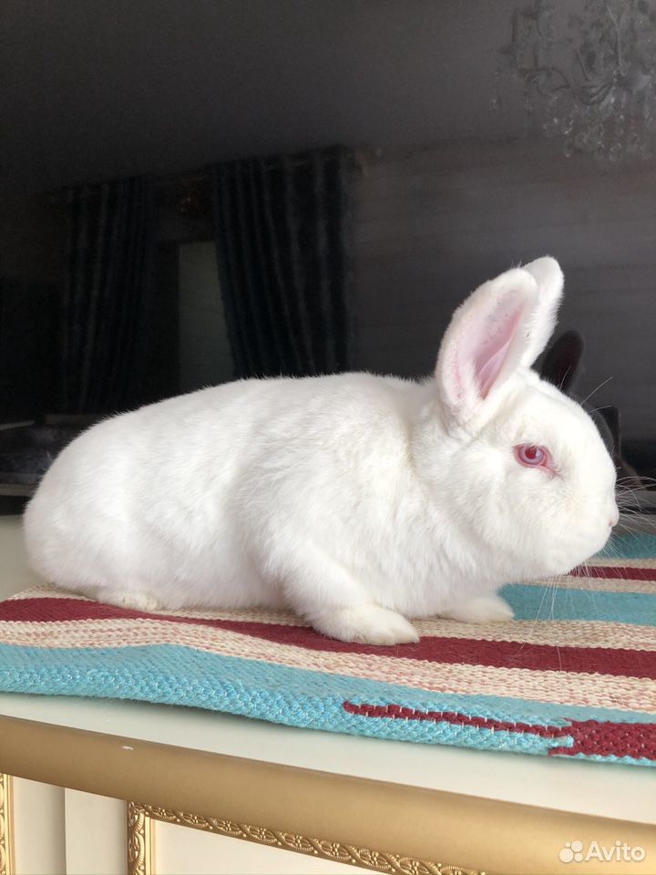 Новозеландский белый