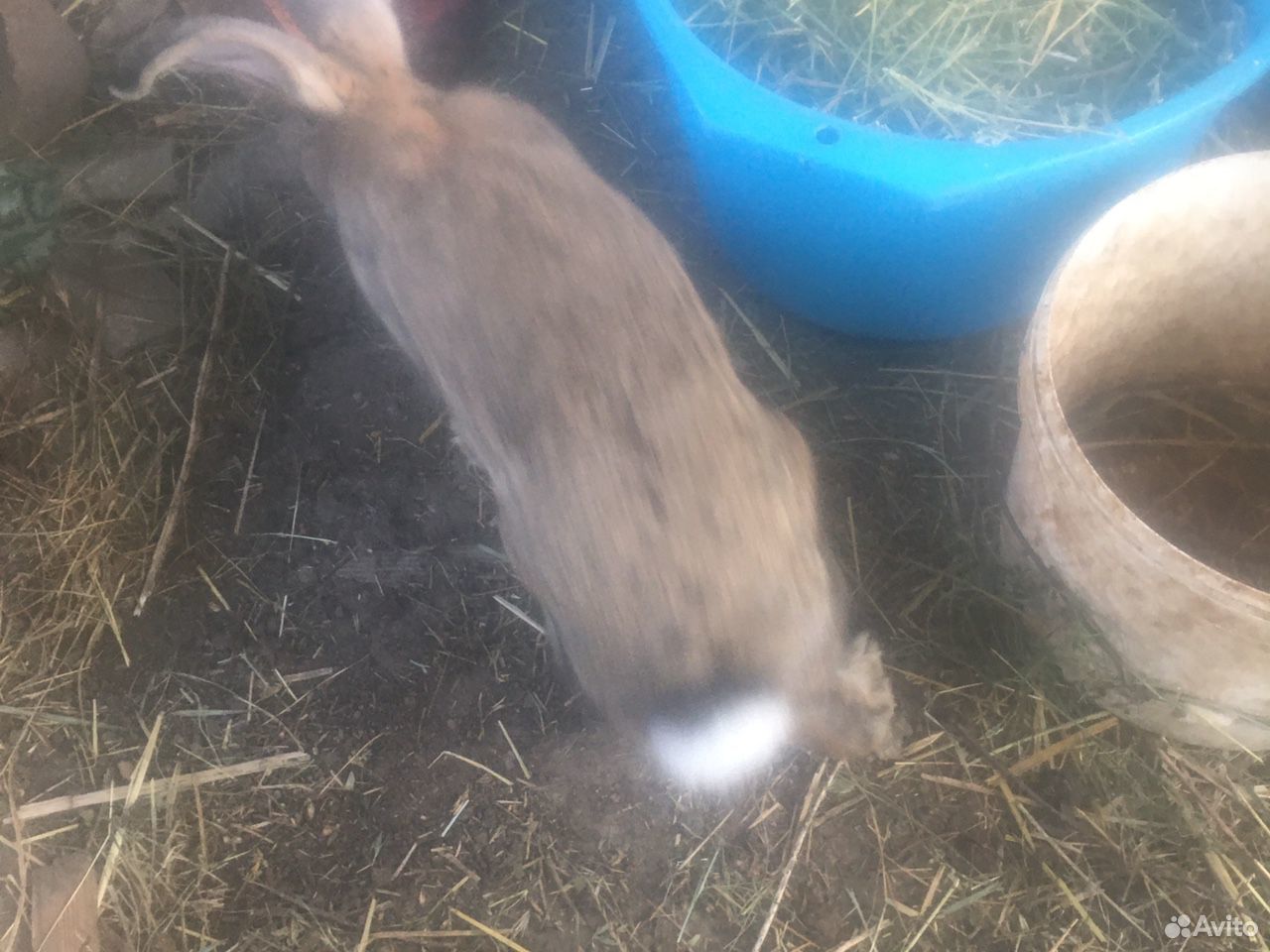 Продаётся крол-5 мес, фландр