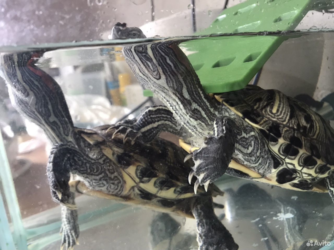 Черепаха красноухая