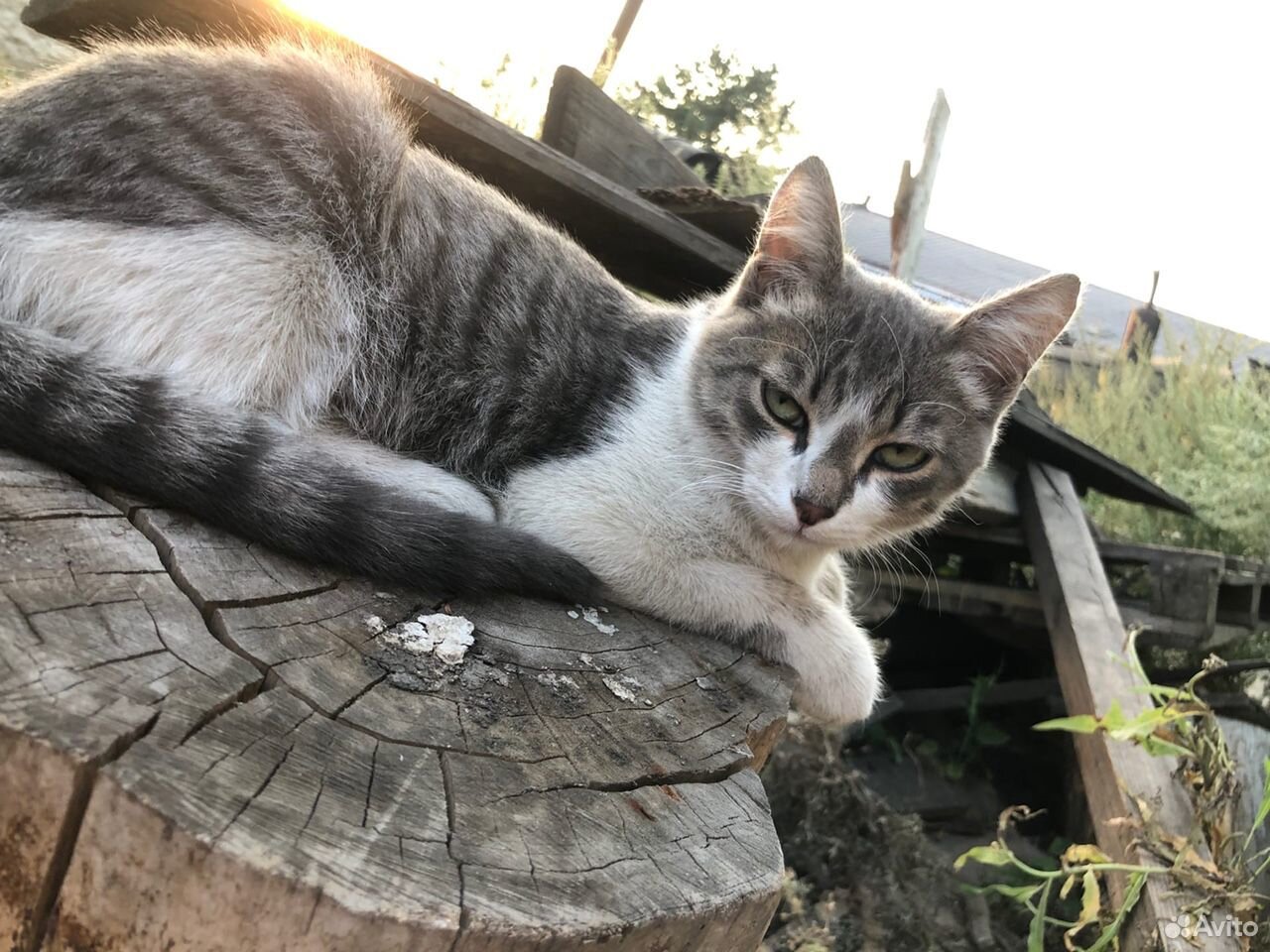 Очень милый и красивый котик