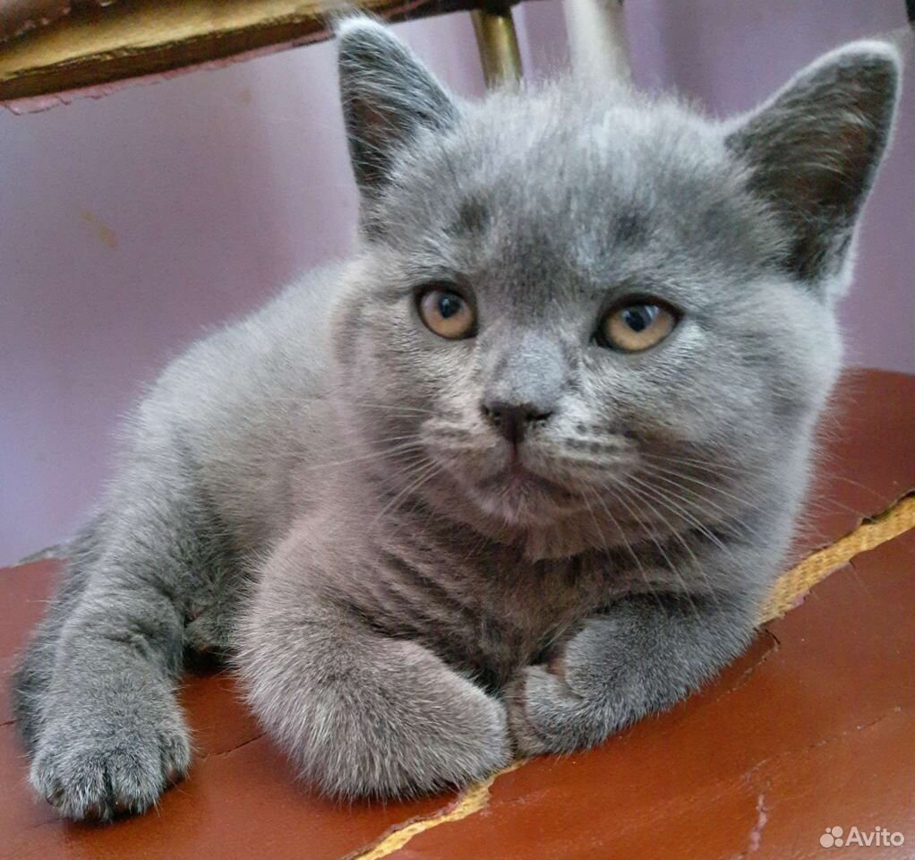 Чистокровные британские котята (девочки)