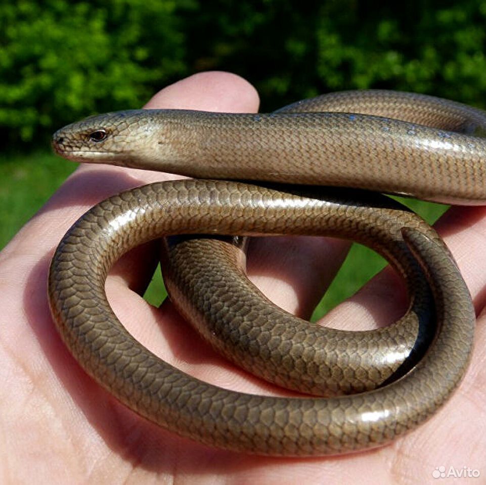 Веретеница ломкая