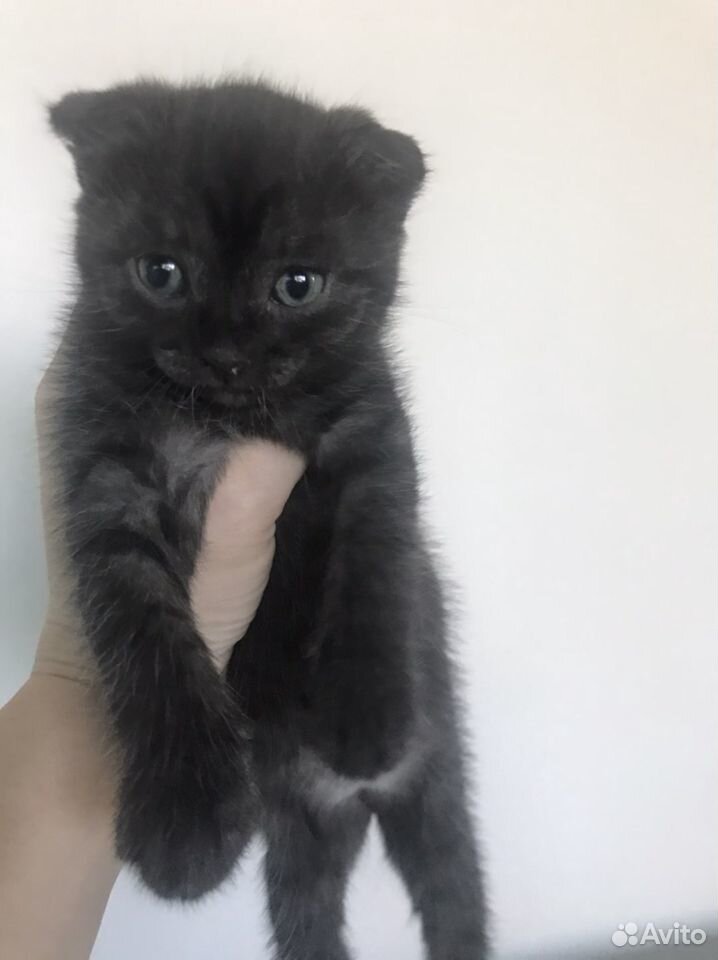 Вислоухие и обычные котята