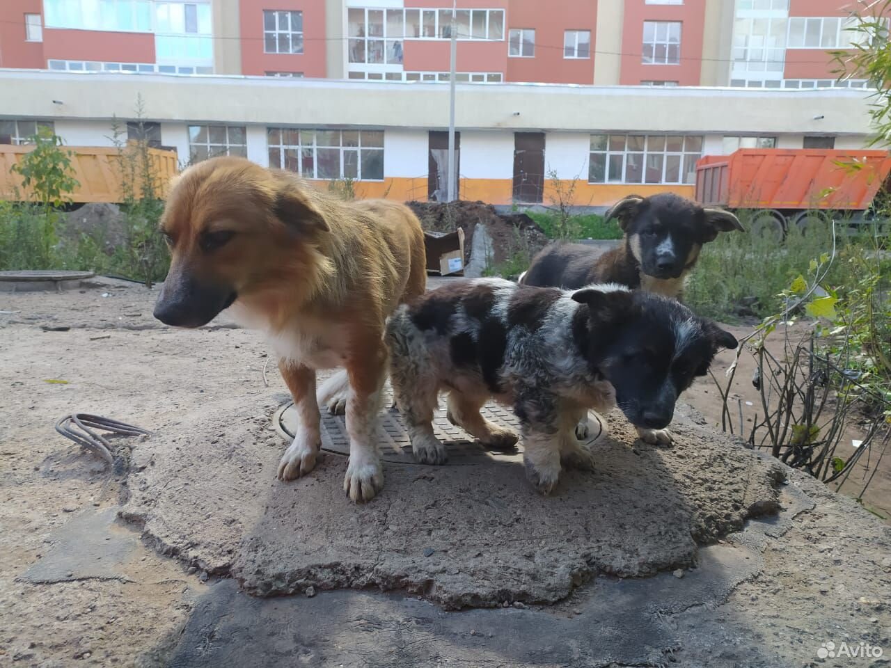 Собака со шенками