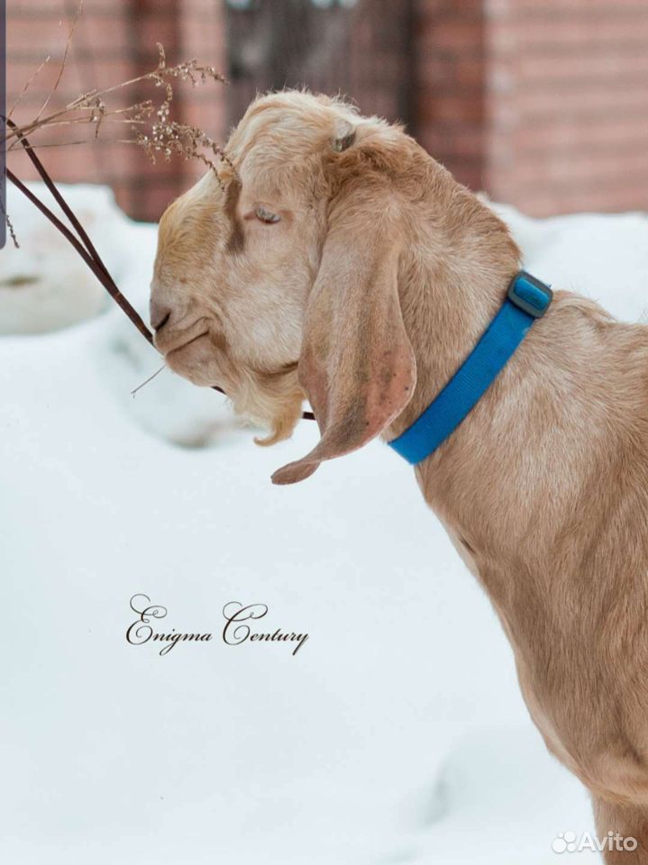 Козел нубийский