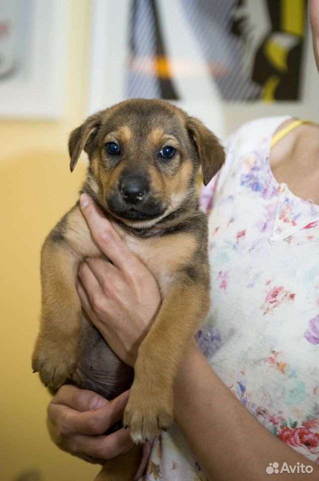 Щенок-шоколадный батончик в дар