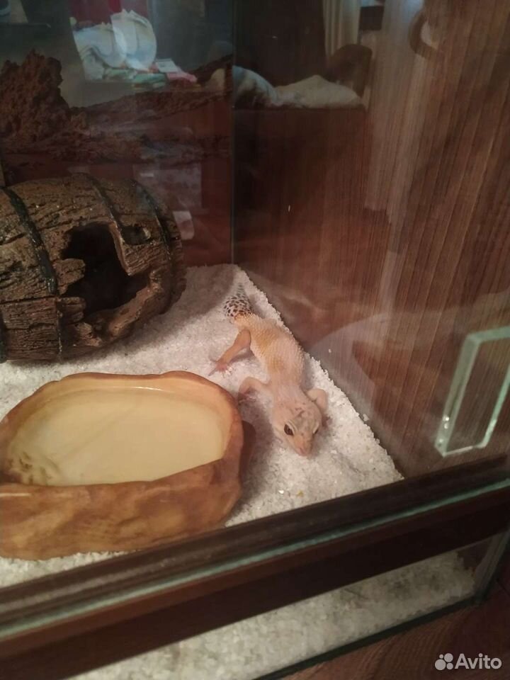 Эублефар с террариумом