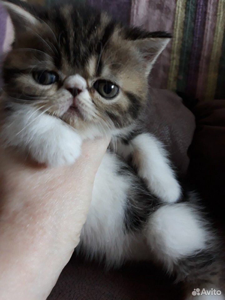 Экзотическая