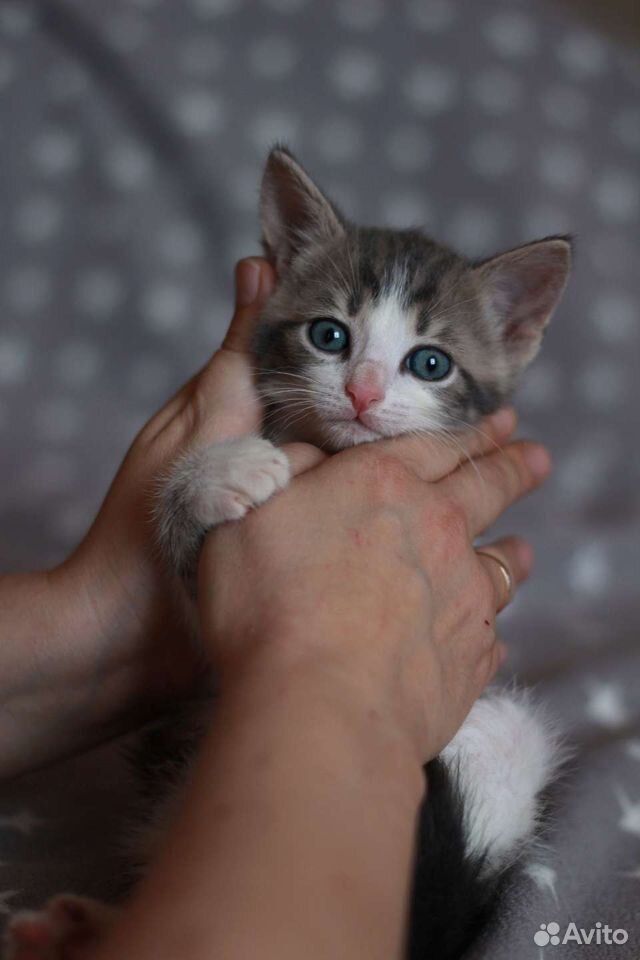 Маленький дымчато-белый котенок в добрые руки