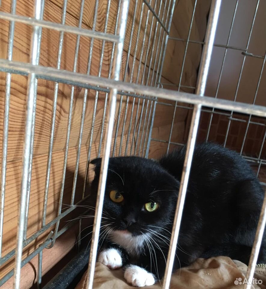 Кошечка вислоухая