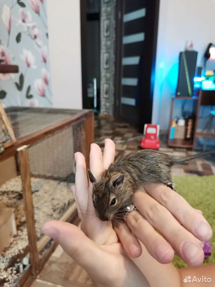 Дегу(чилийская белка)