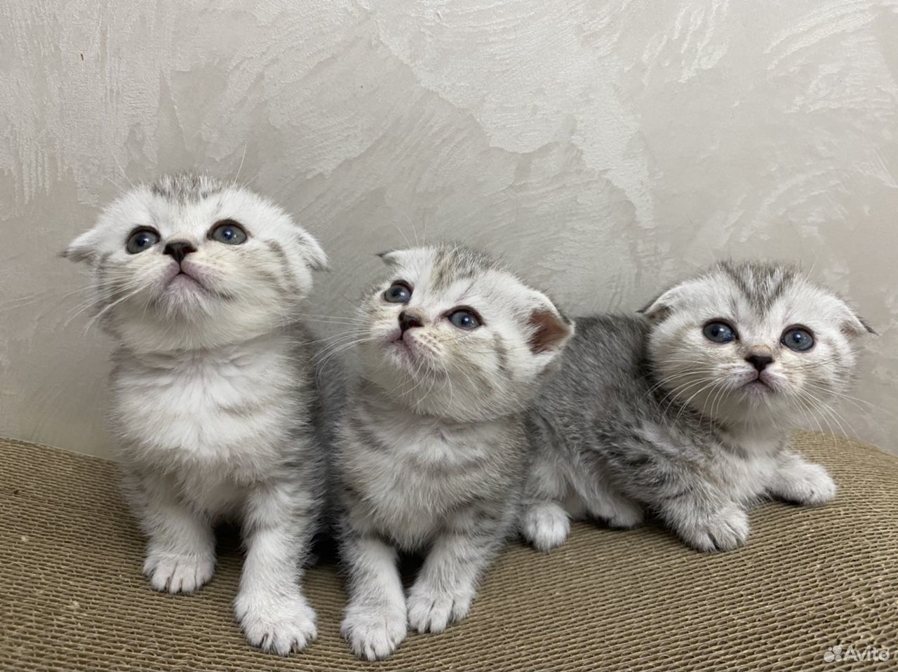Котёнок шотландская вислоухая девочка