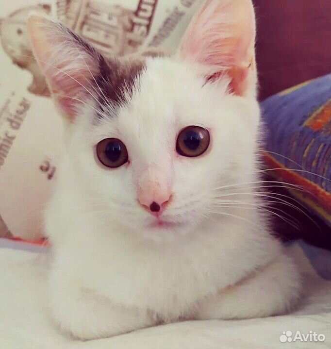 Котёнок мальчик 4-5 месяцев