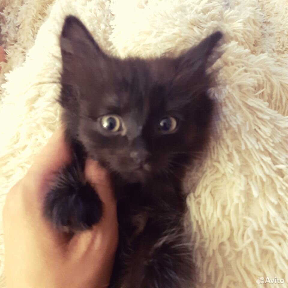 Ласковый плюшевый котик в добрые руки