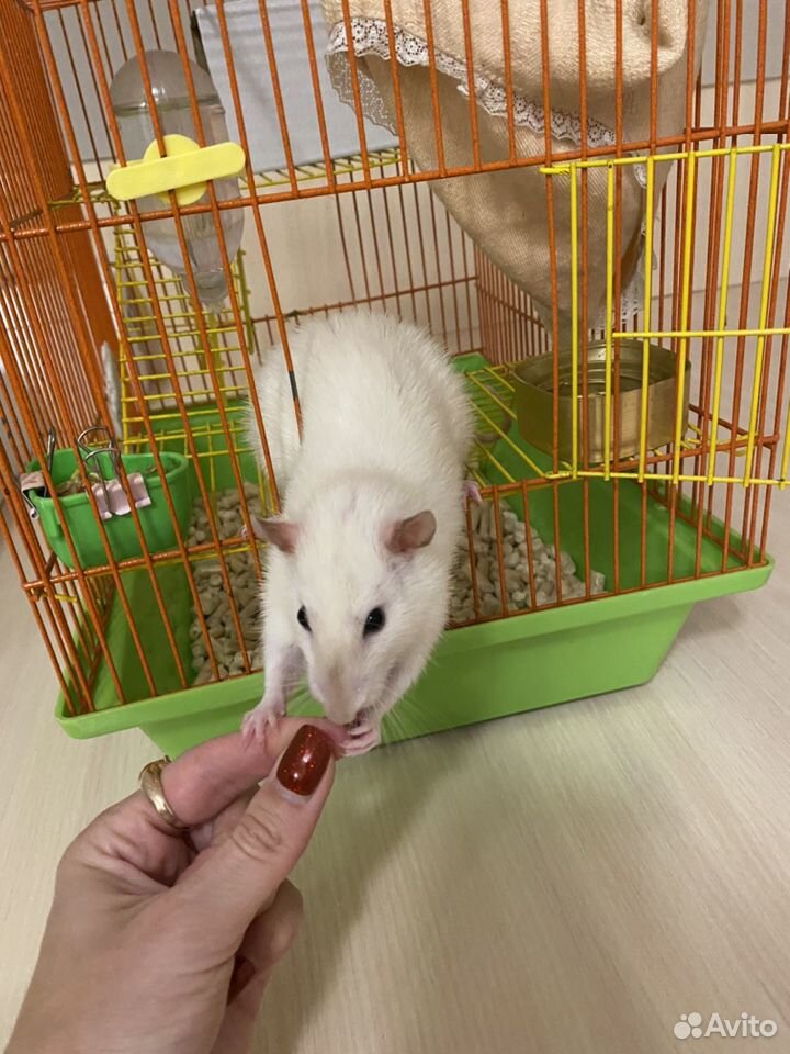 Белая сиамская Крыса