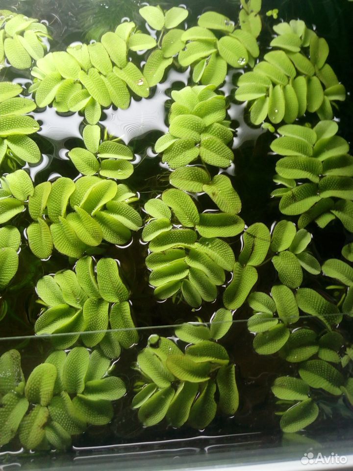 Растение аквариумное