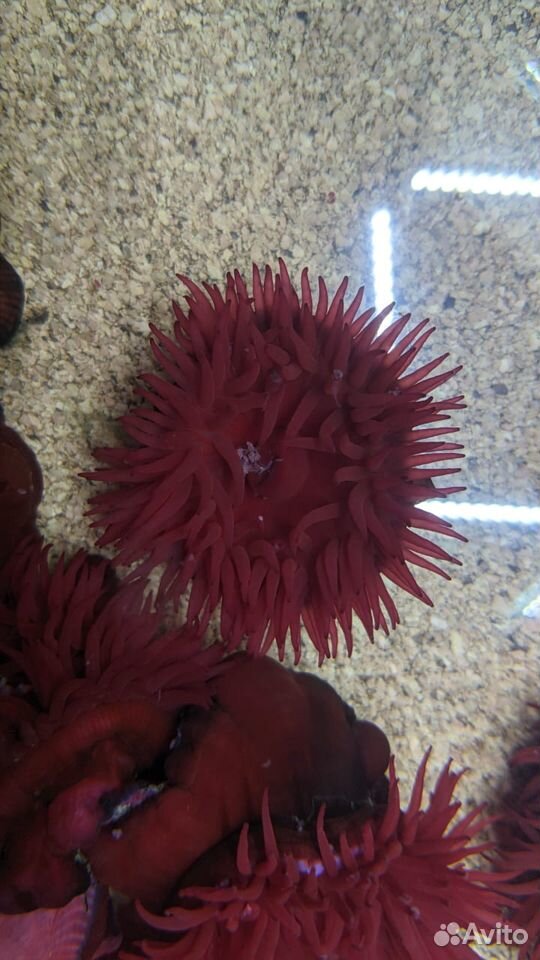 Продам актинии