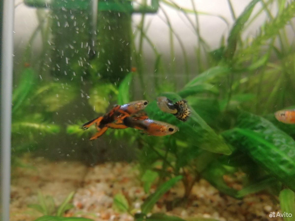 Гуппи Эндера