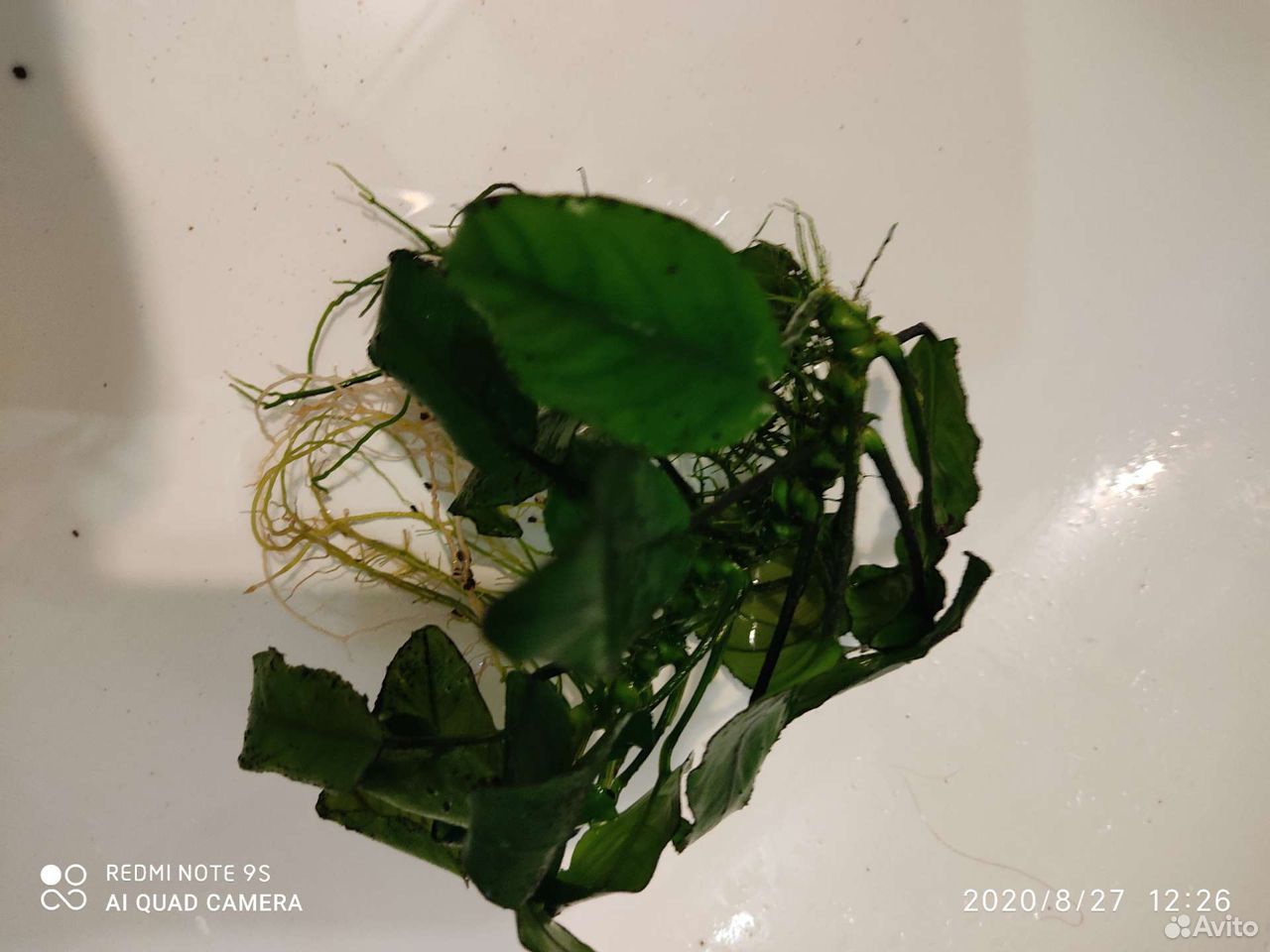 Анубиас карликовый и Лимонник