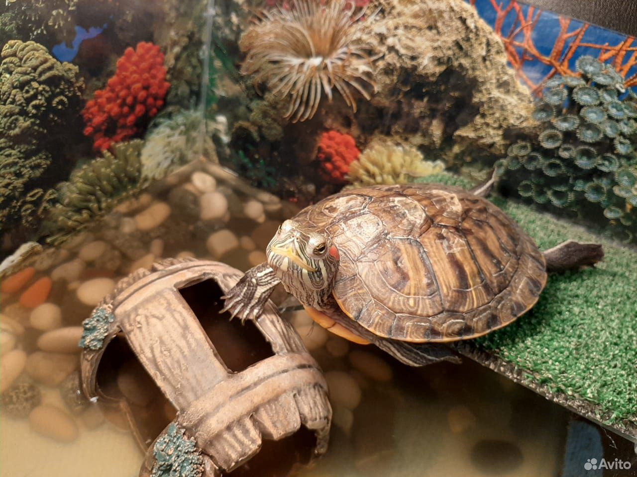 Черепаха красноухая