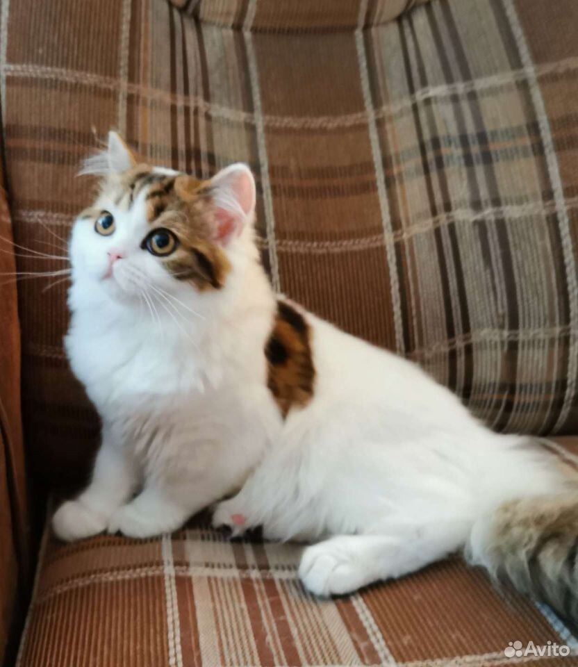 Девочка Хайленд Страйт