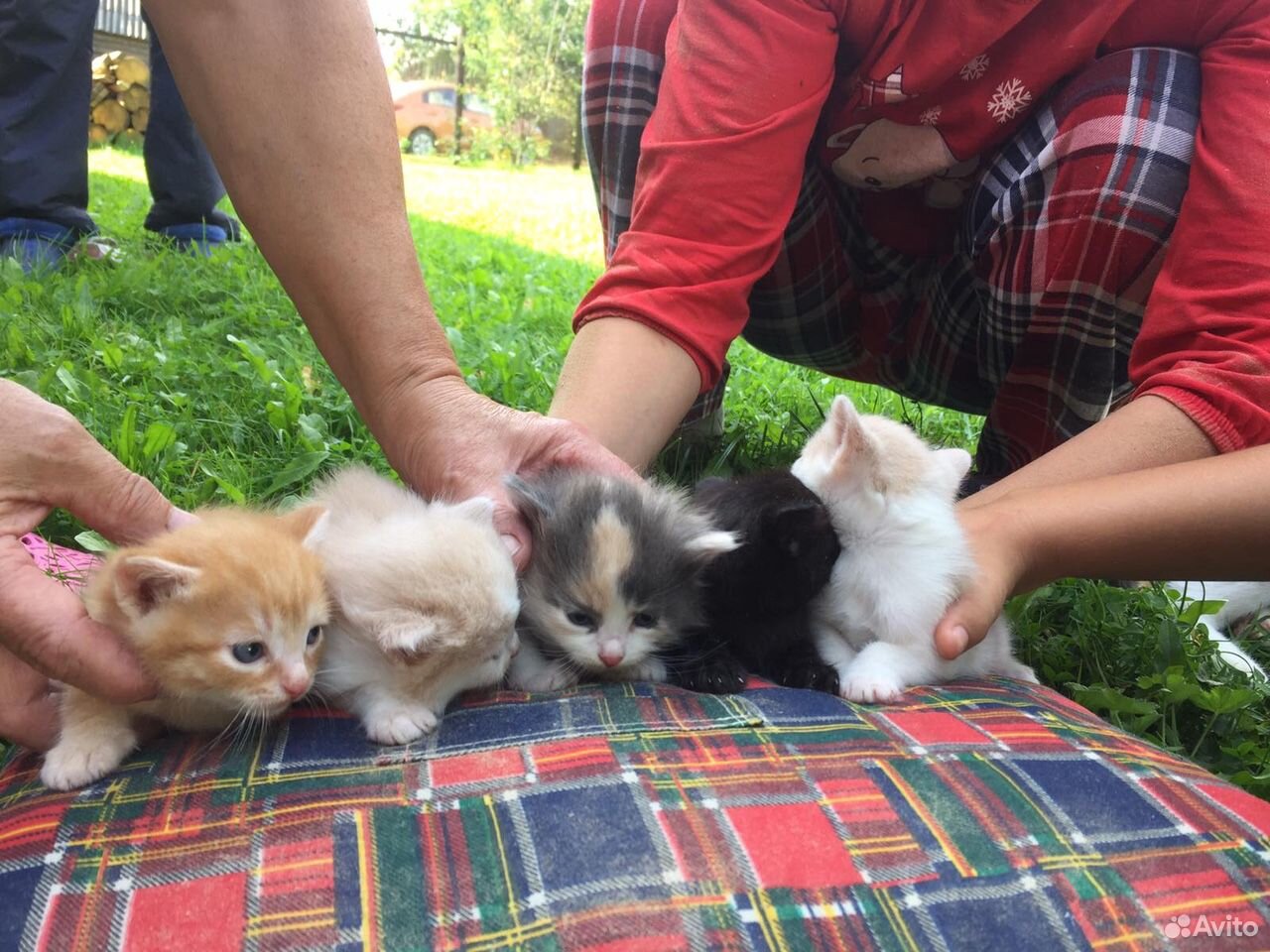 Котята