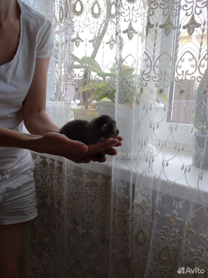 Милые котята, потомки дикой степной кошки