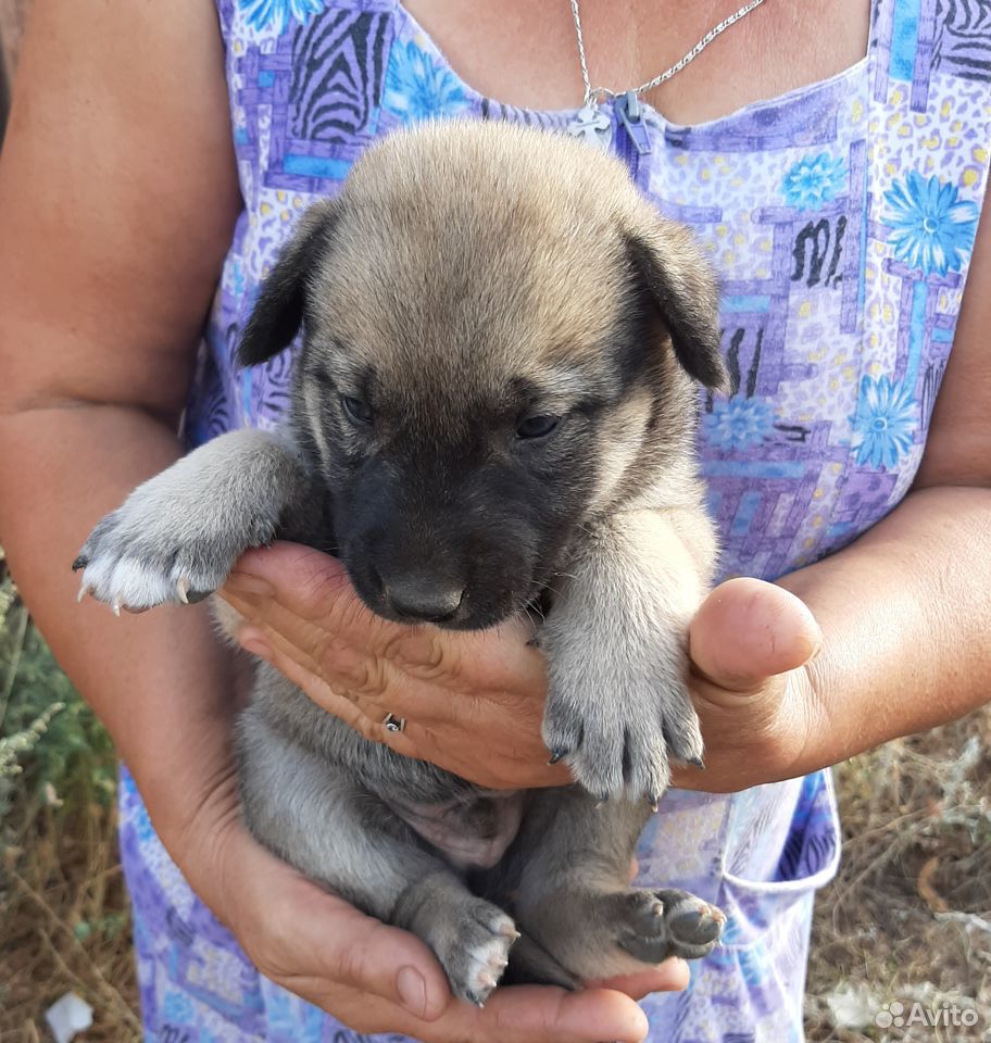 Щенята (шерстка шарпея) - в добрые руки