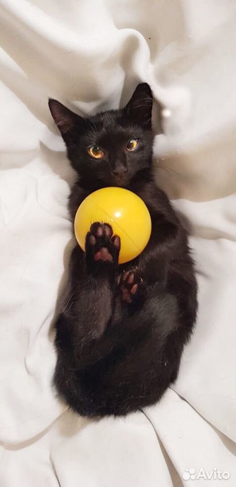 Котёнок Мавра