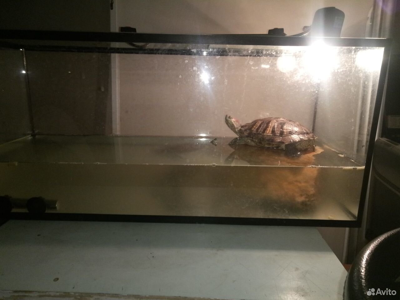 Красноухие Черепахи