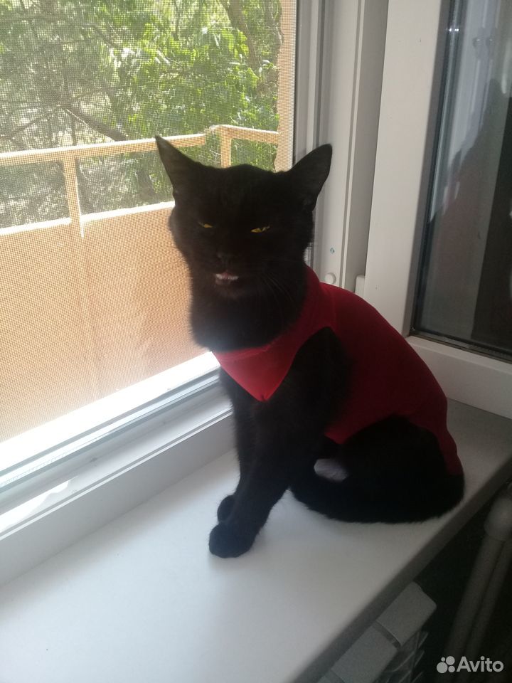 Кошка для души