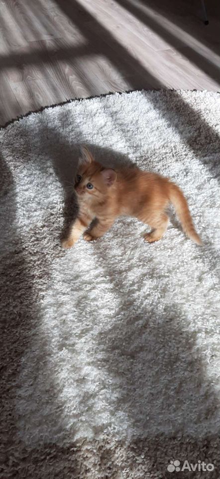 Рыжее счастье