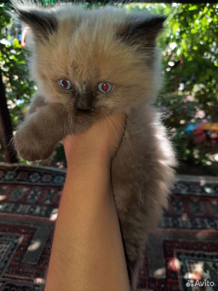 Котята Невской маскарадной
