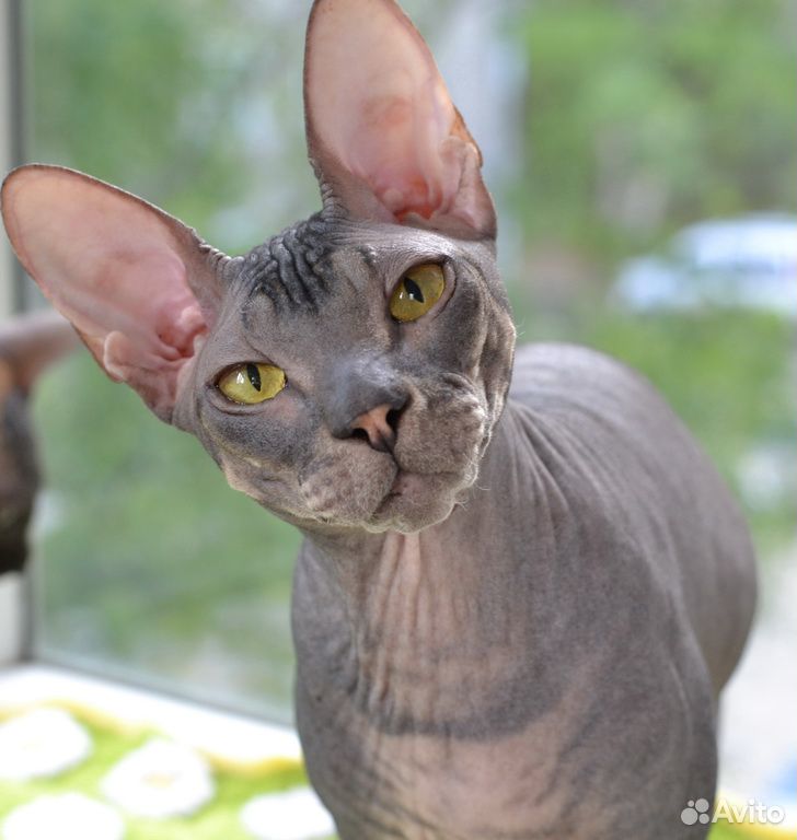 Красавица доняшка