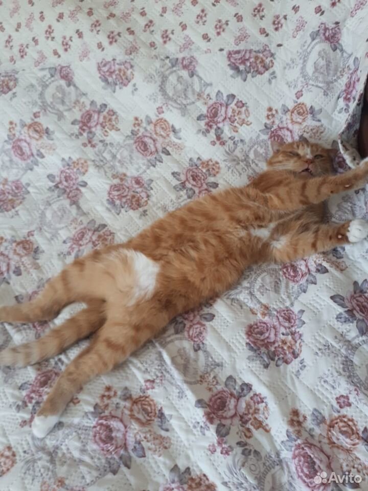Кошка
